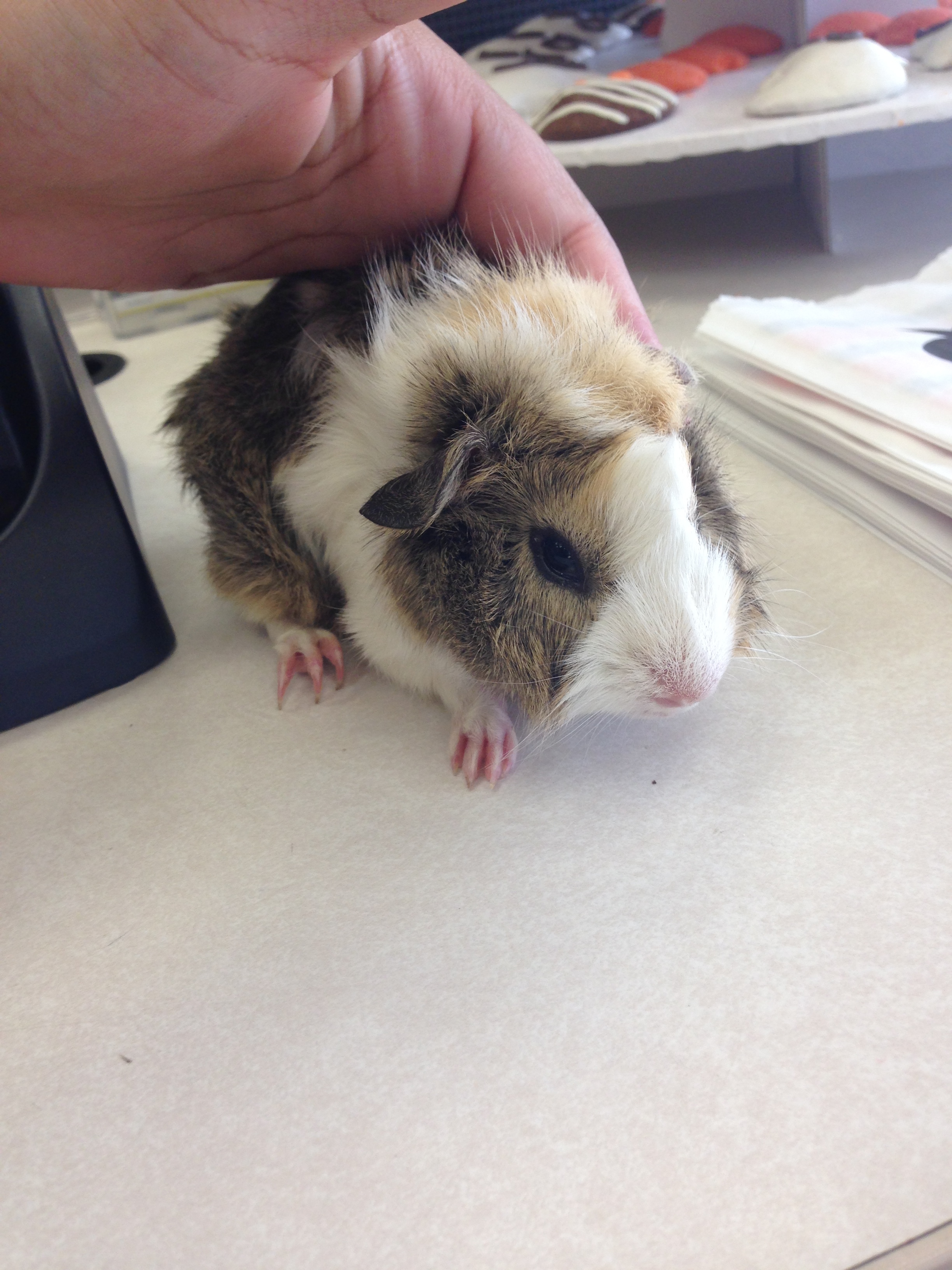 Which end is the tail? | Guinea Pigs | Guinea Pigs | Guide | Omlet ...