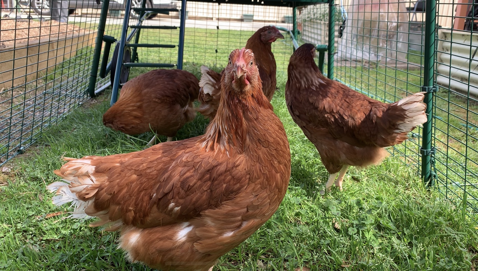 Gallery | Club | Omlet