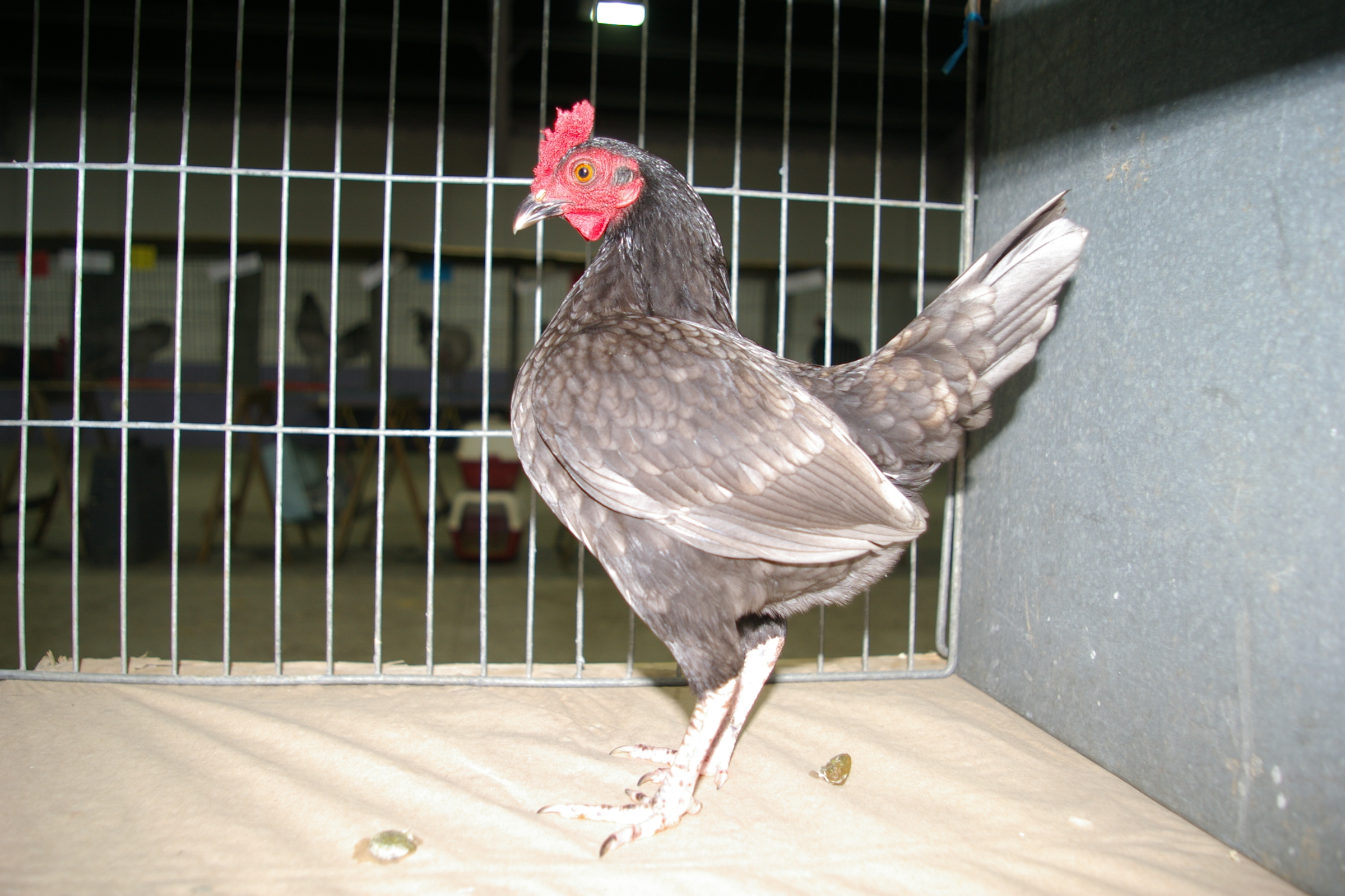 Old English Game For Sale | Chickens | Breed Information | Omlet