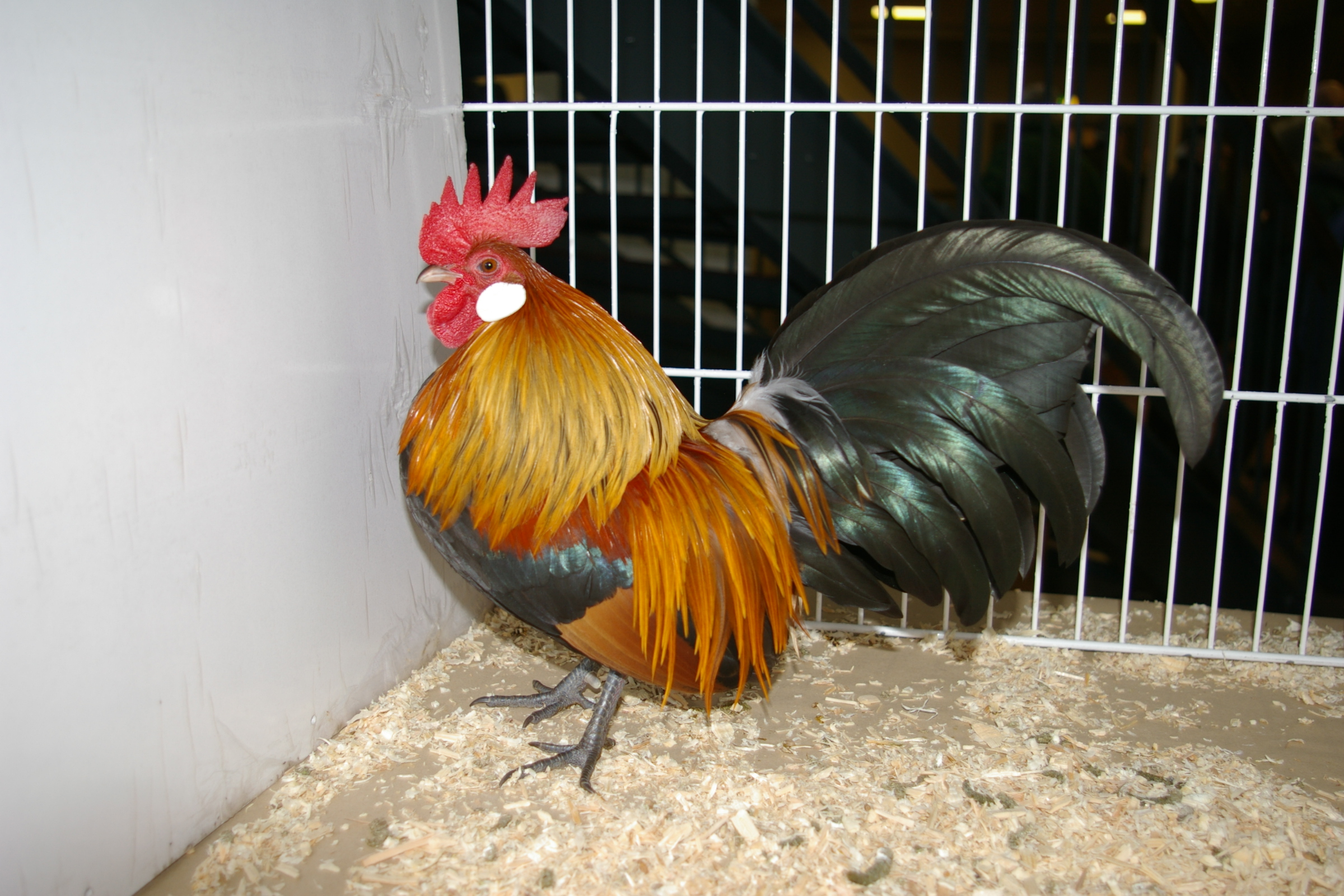 Dutch Bantam For Sale | Chickens | Breed Information | Omlet