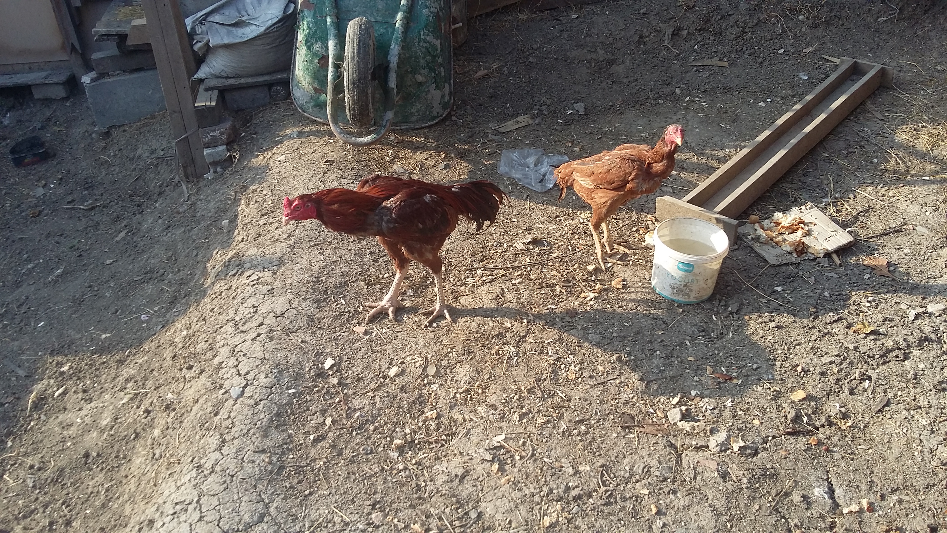 Indian Game For Sale | Chickens | Breed Information | Omlet