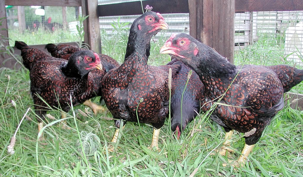 Indian Game For Sale | Chickens | Breed Information | Omlet