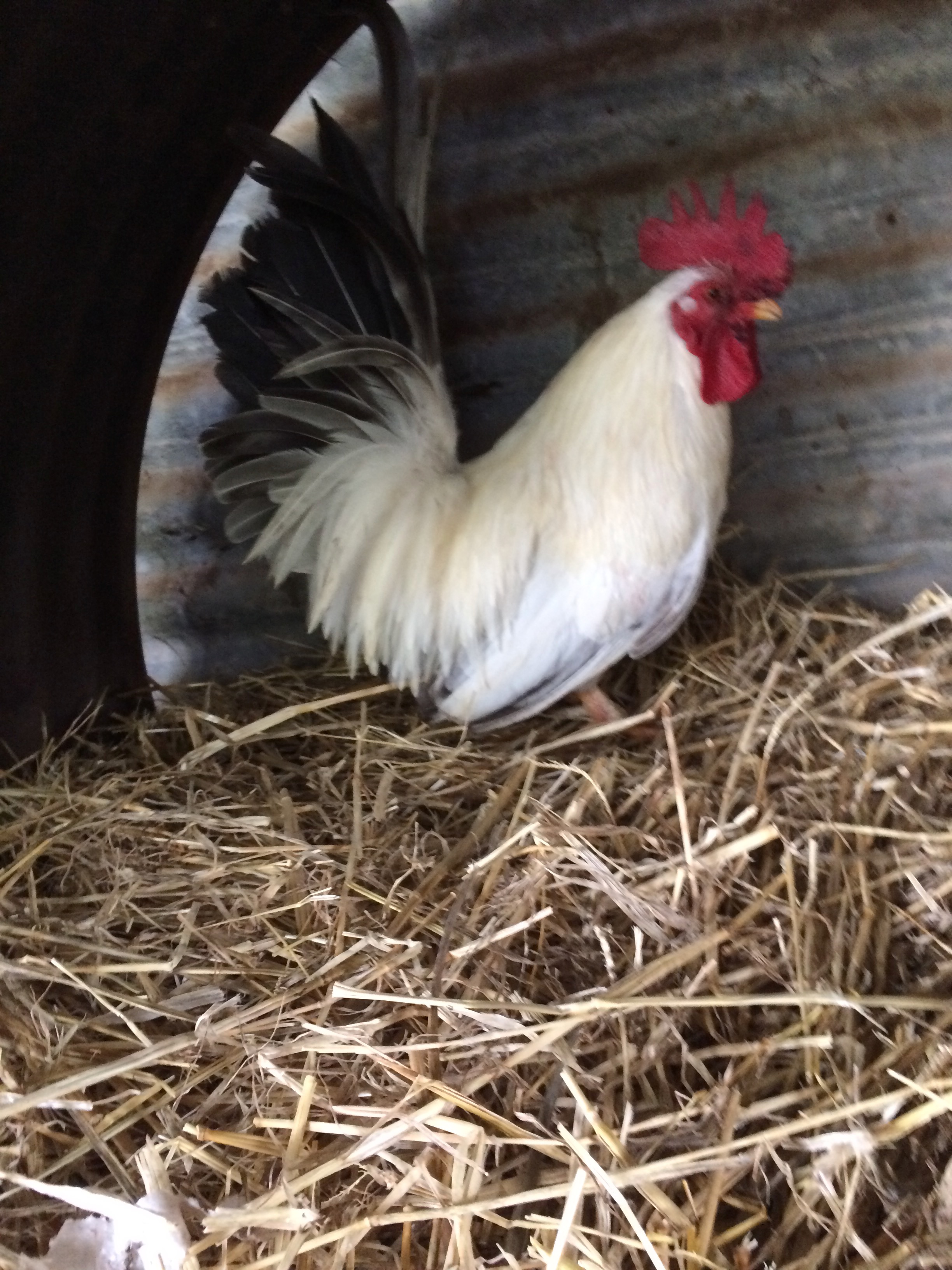 Japanese Bantam For Sale | Chickens | Breed Information | Omlet