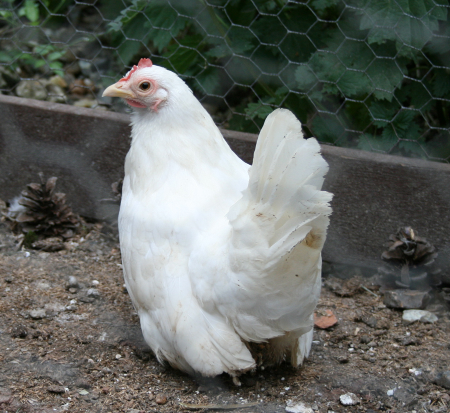 Japanese Bantam For Sale | Chickens | Breed Information | Omlet