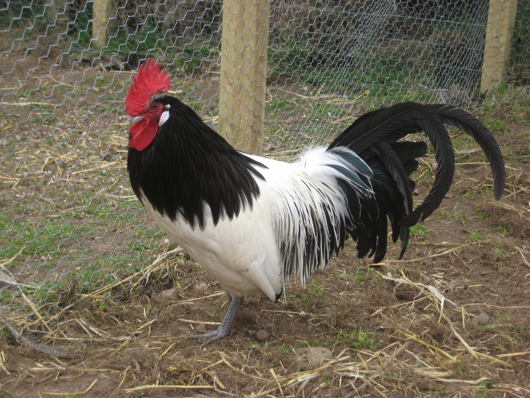 Lakenvelder For Sale | Chickens | Breed Information | Omlet