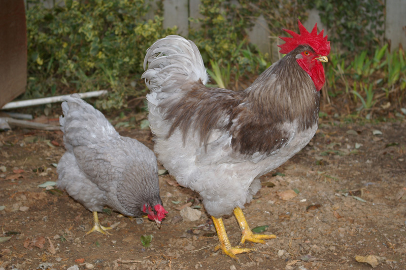 Plymouth Rock For Sale | Chickens | Breed Information | Omlet