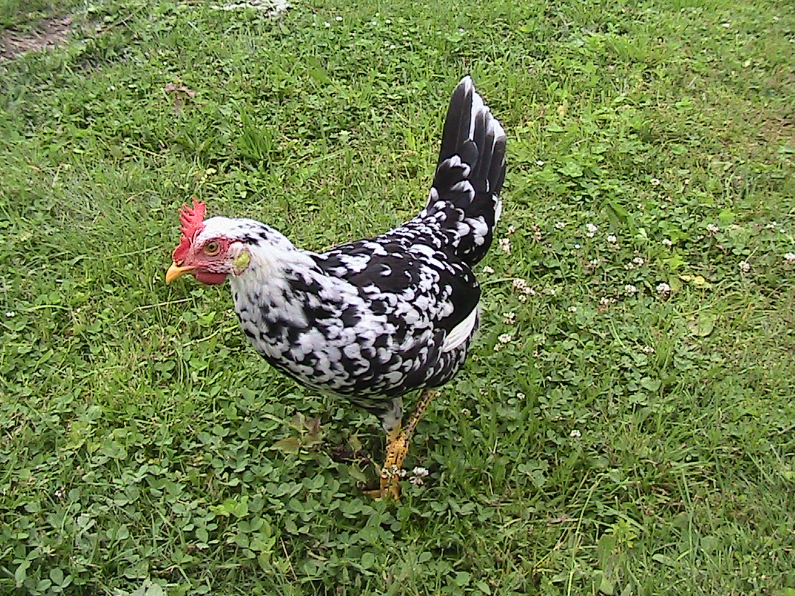 Leghorn For Sale | Chickens | Breed Information | Omlet