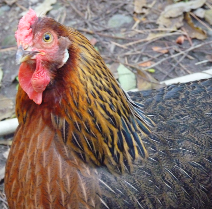 Leghorn For Sale | Chickens | Breed Information | Omlet