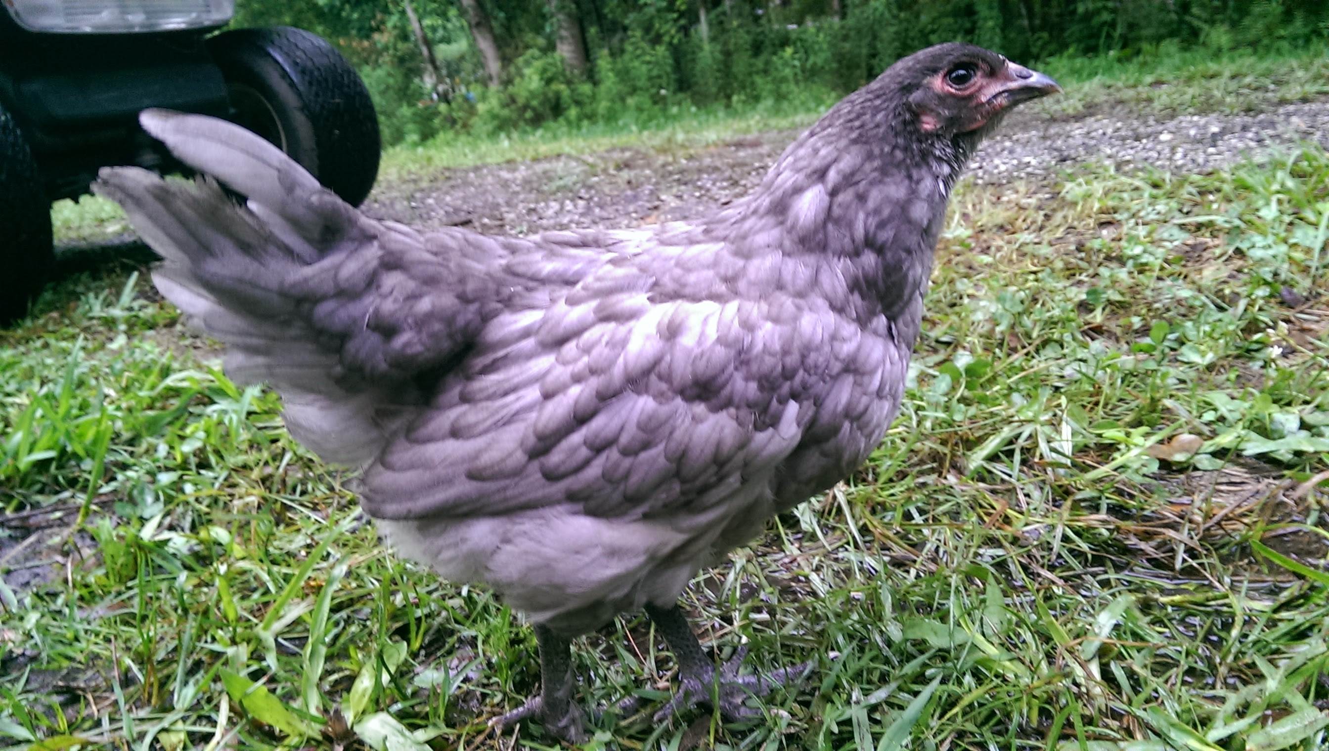 Marans For Sale | Chickens | Breed Information | Omlet