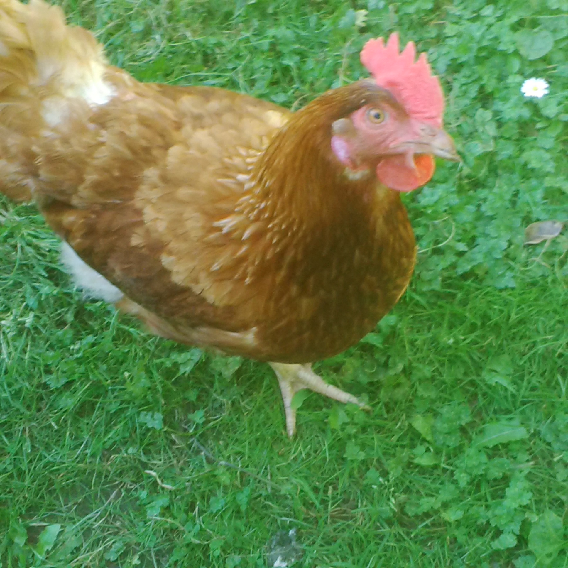 Marsh Daisy For Sale | Chickens | Breed Information | Omlet