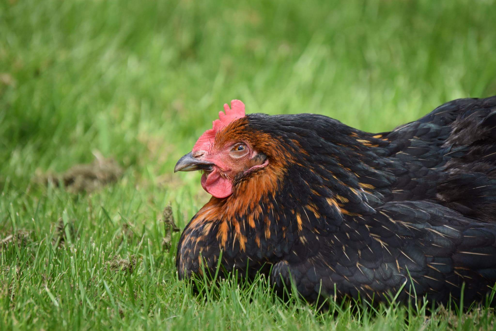 Miss Pepperpot For Sale | Chickens | Breed Information | Omlet
