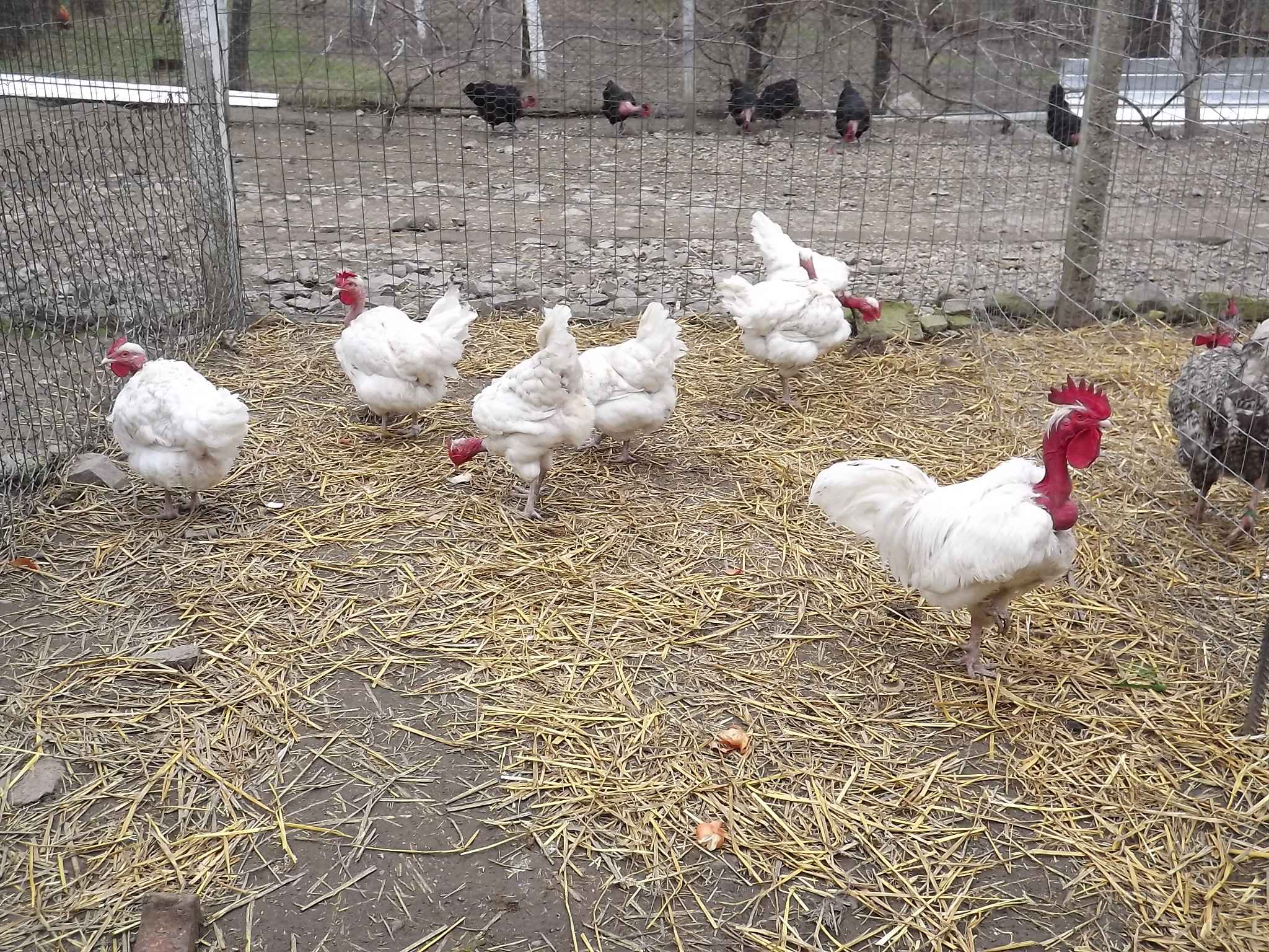 Naked Neck For Sale | Chickens | Breed Information | Omlet