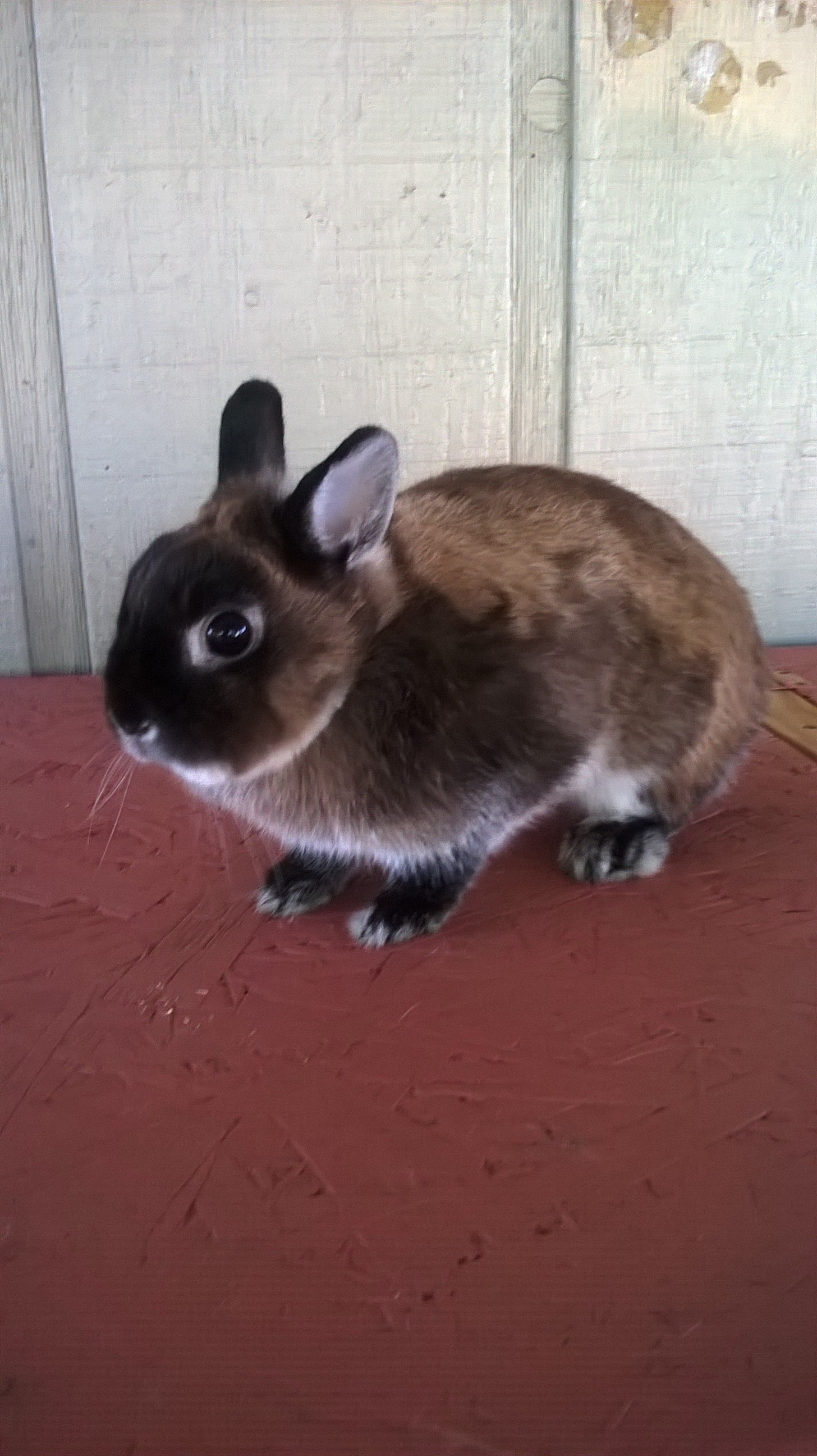 Netherland Dwarf For Sale | Rabbits | Breed Information | Omlet