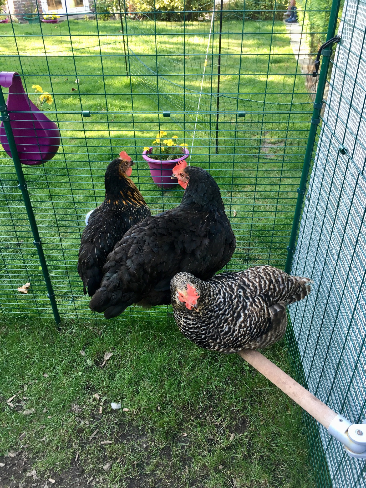 Omlet | The Omlet Chicken Perch