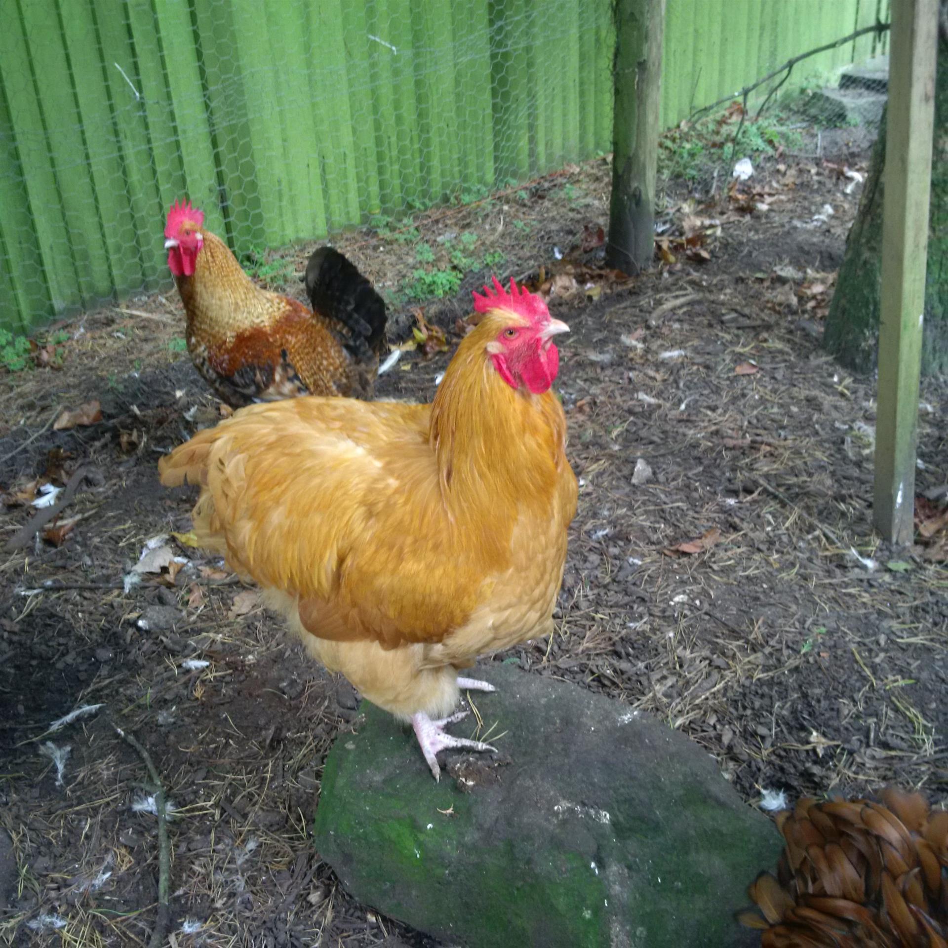 Orpington For Sale | Chickens | Breed Information | Omlet