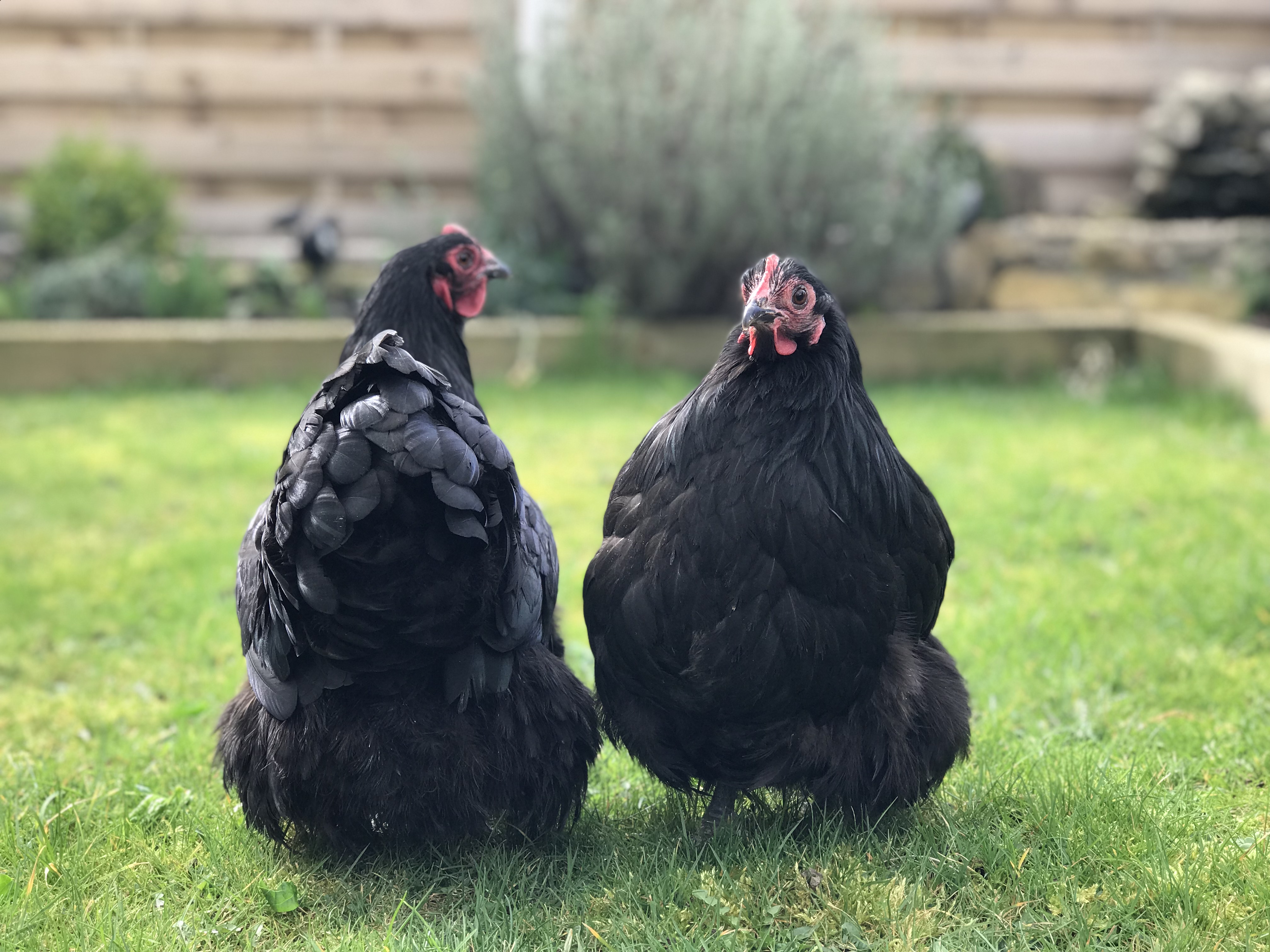 Orpington For Sale | Chickens | Breed Information | Omlet