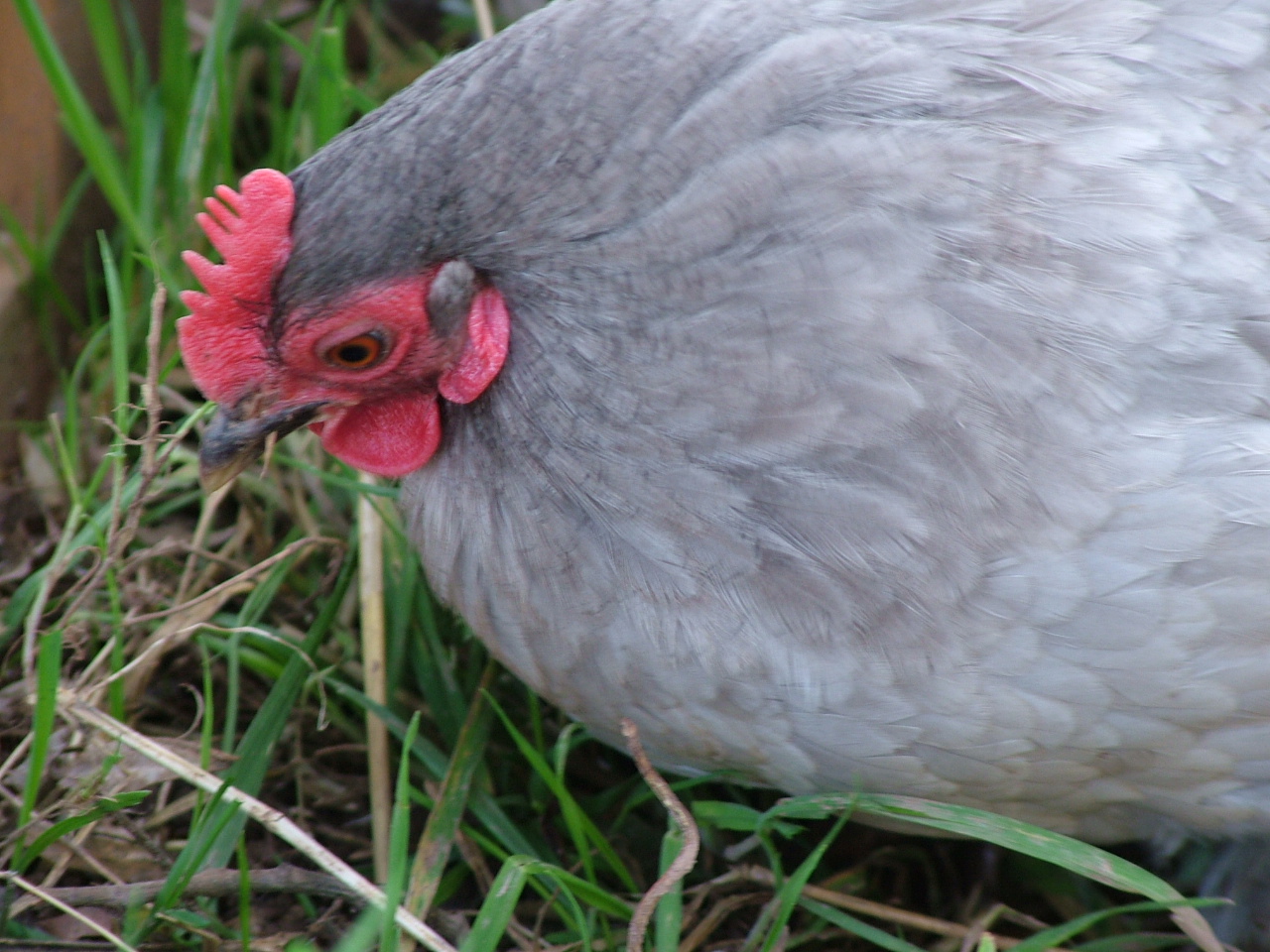 Pekin Bantam For Sale | Chickens | Breed Information | Omlet