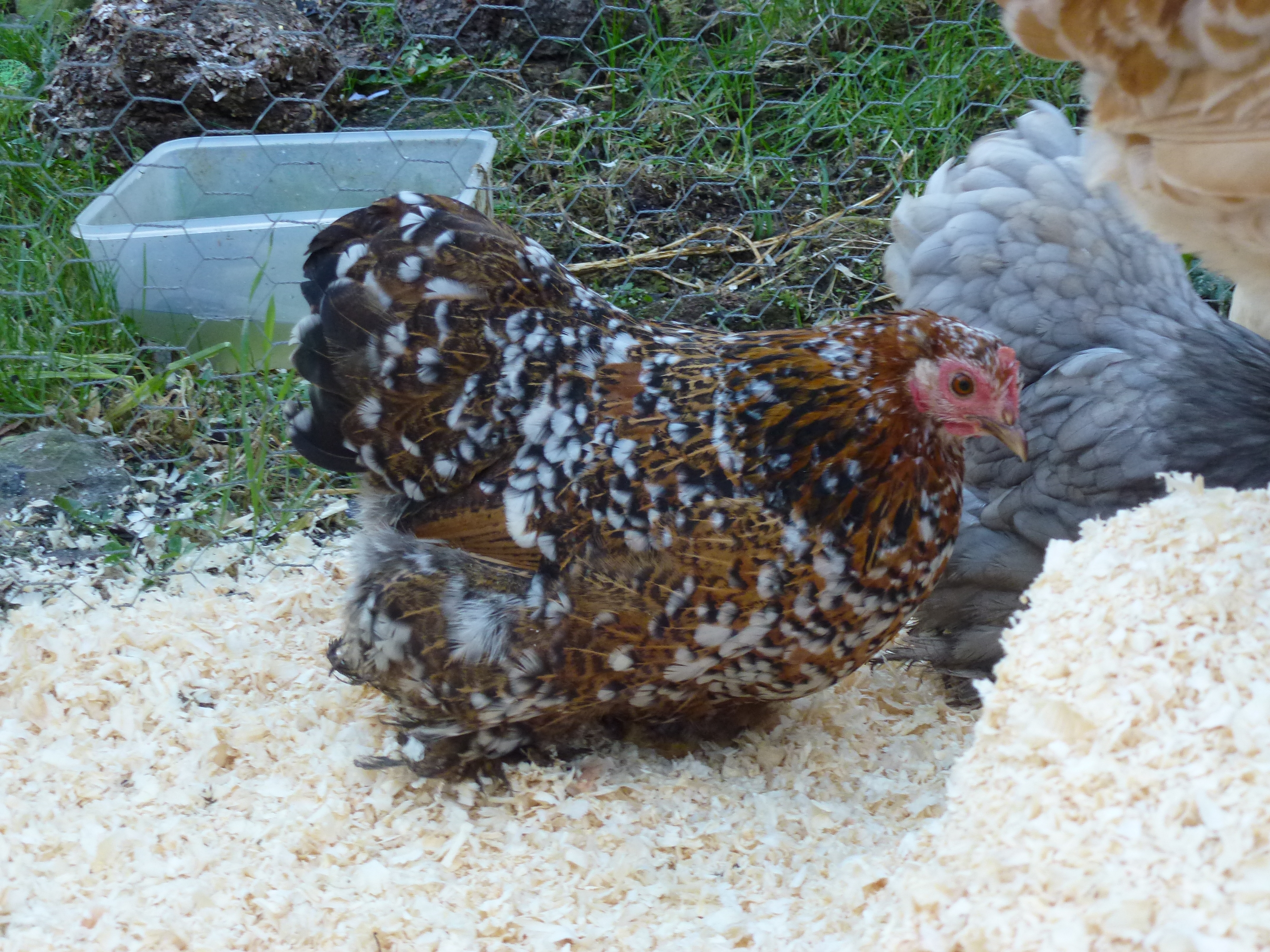 Pekin Bantam For Sale | Chickens | Breed Information | Omlet