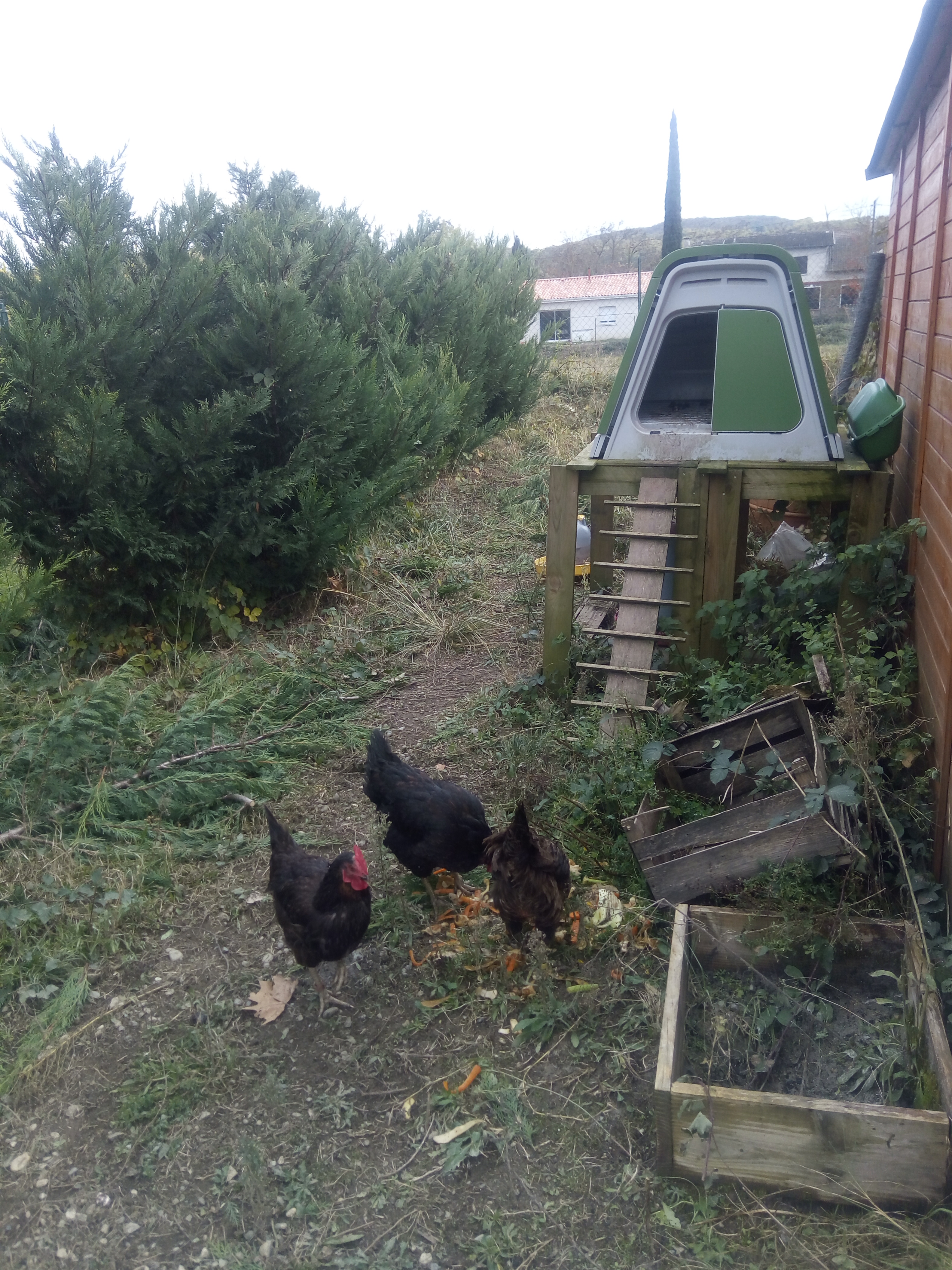 Eglu Go Chicken Coop | Chicken Coops and Pet Chicken Accessories | Omlet