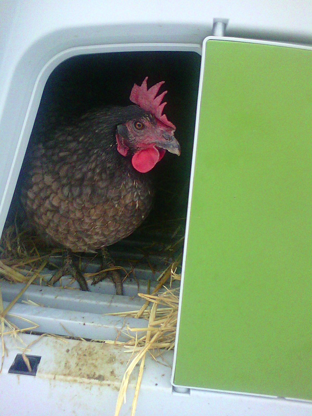 Eglu Go Chicken Coop | Chicken Coops, Walk in Chicken Runs, Chicken ...