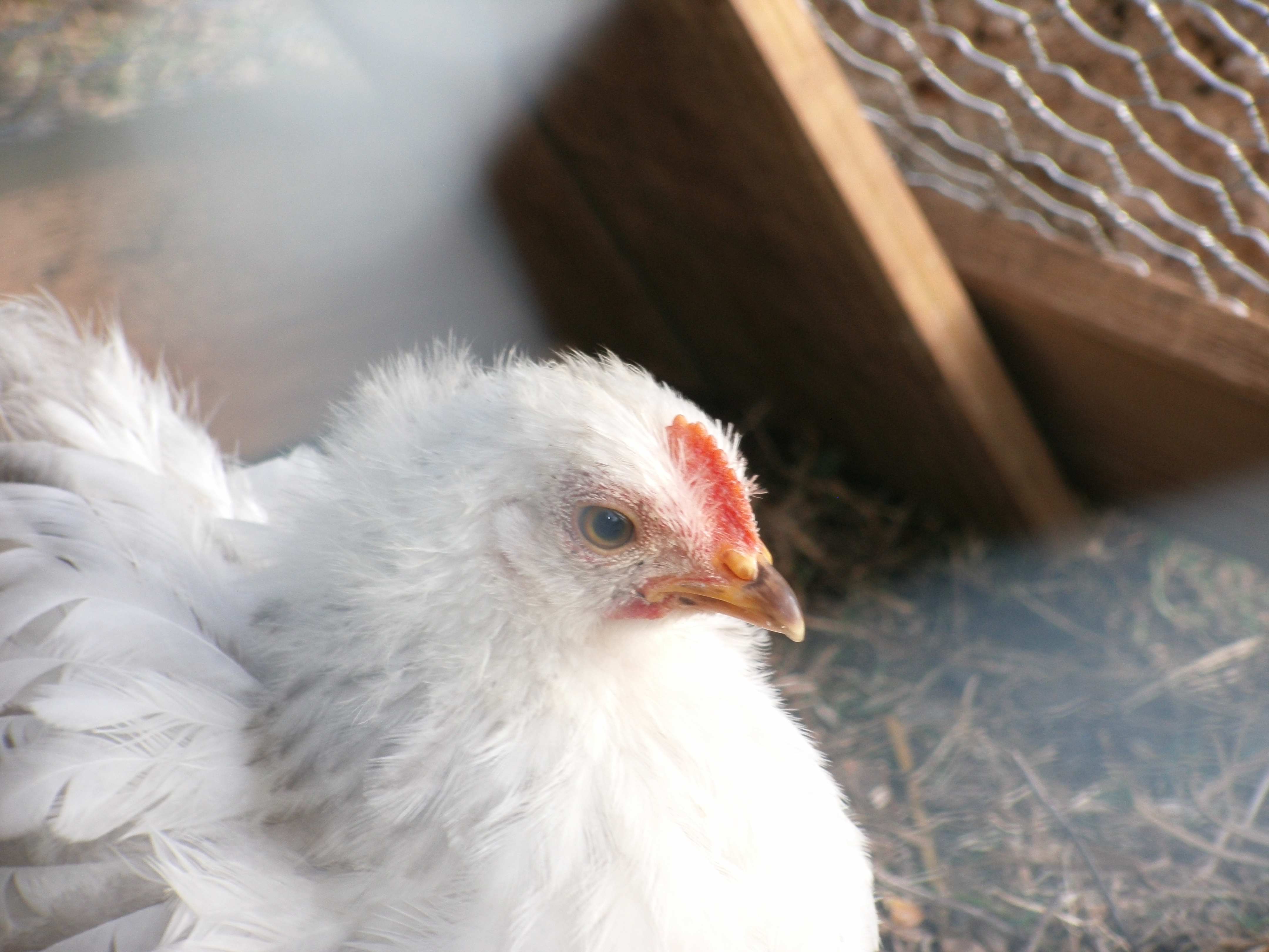 Pekin Bantam For Sale | Chickens | Breed Information | Omlet