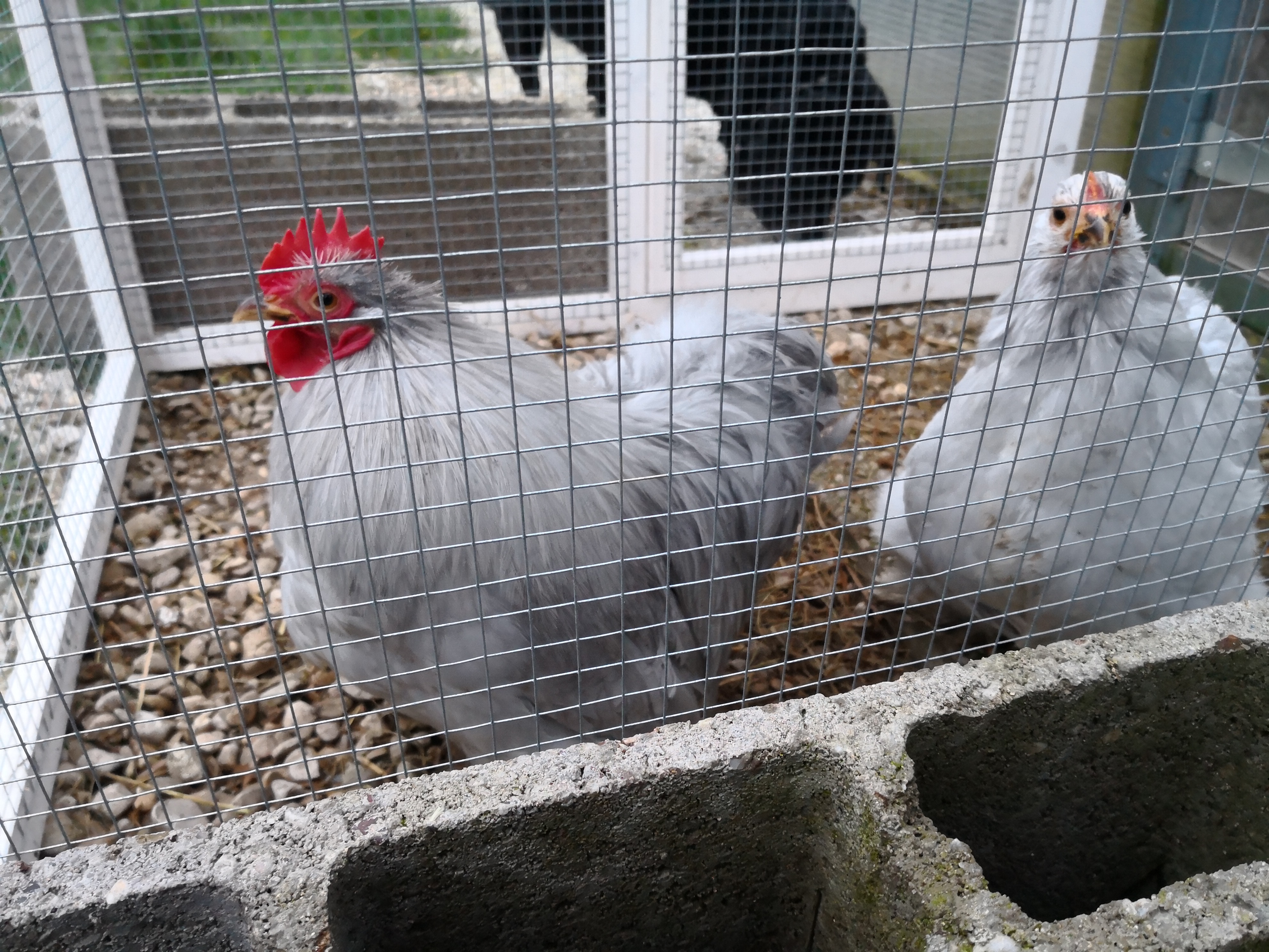 Pekin Bantam For Sale | Chickens | Breed Information | Omlet
