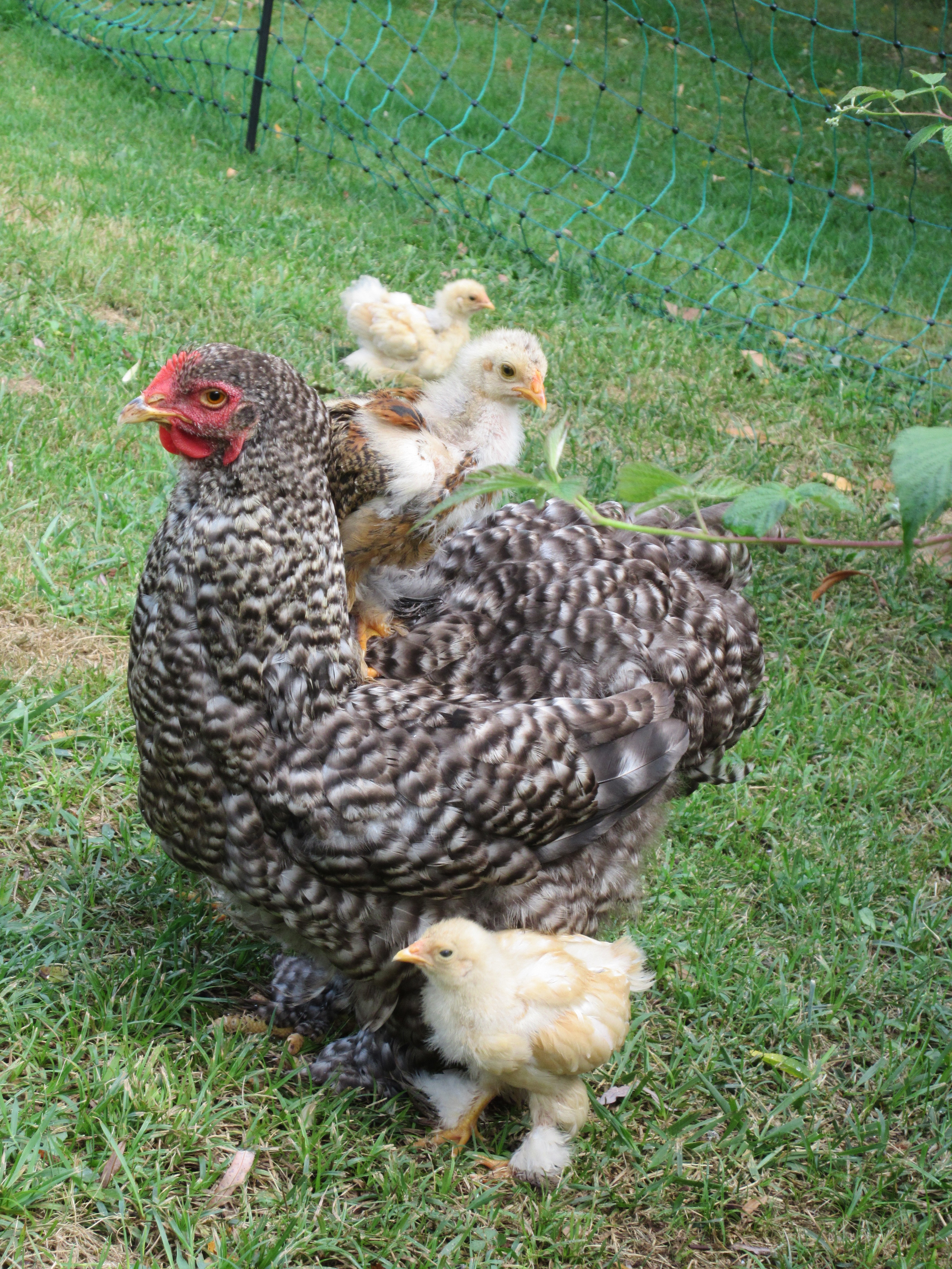Breeding Chickens | Chicken Care | Chickens | Guide | Omlet Australia