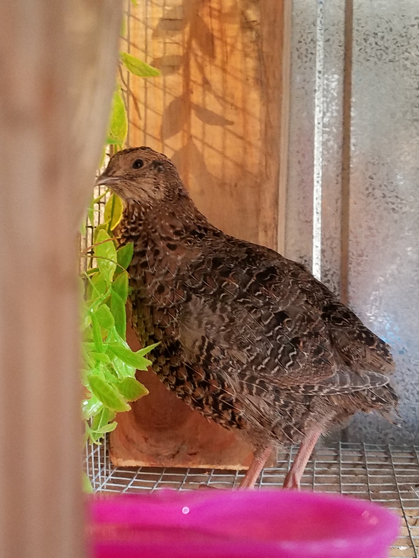 Quails | Guide | Omlet Australia