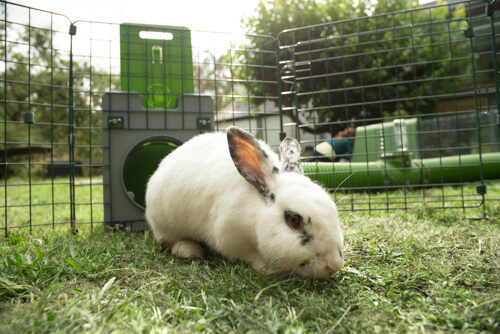 Rabbit Hutches, Rabbit Runs and Rabbit Tunnels | Omlet