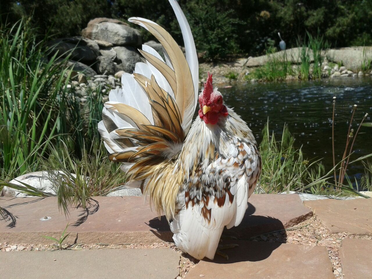 Serama For Sale | Chickens | Breed Information | Omlet