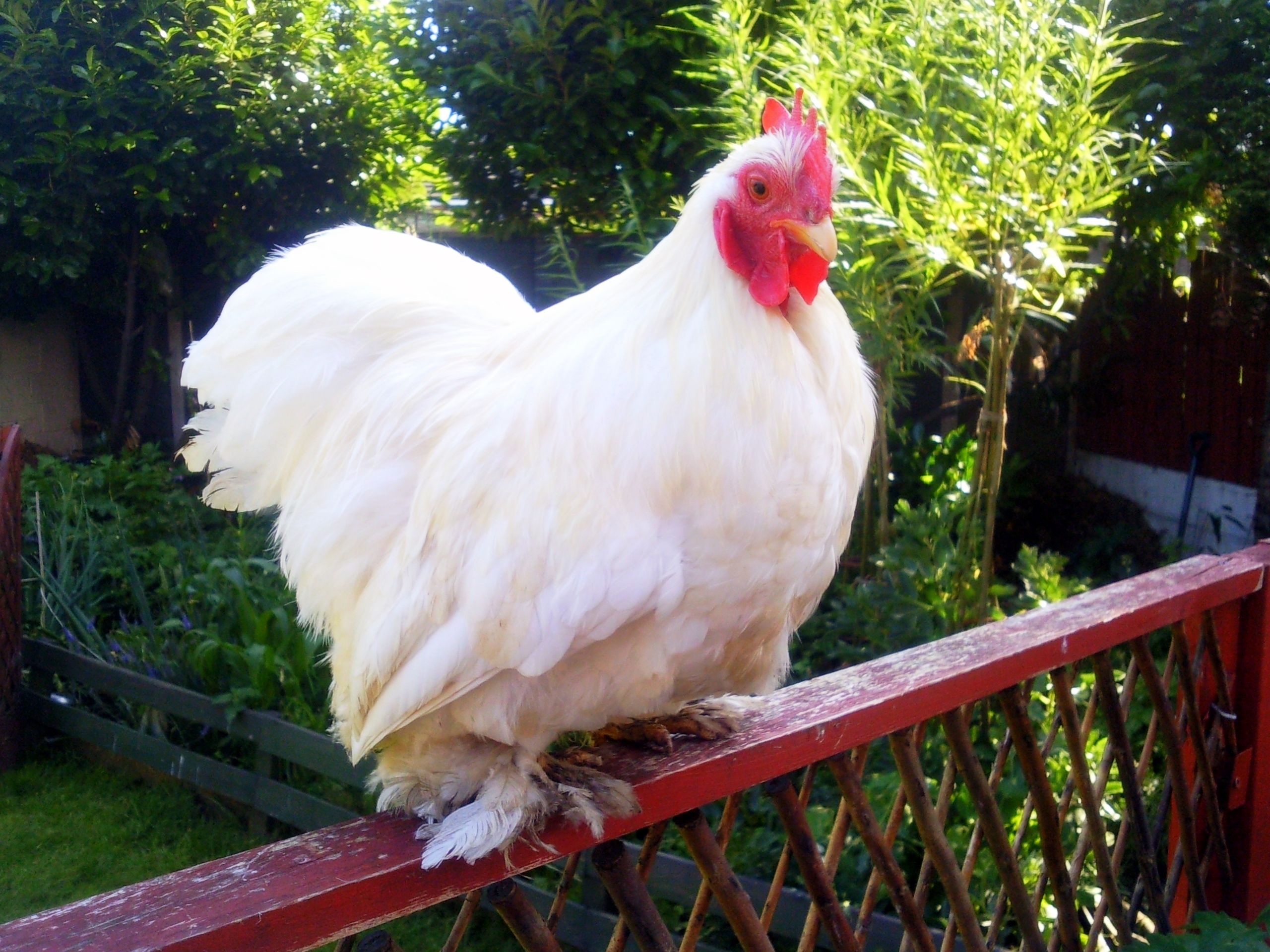Pekin Bantam For Sale | Chickens | Breed Information | Omlet