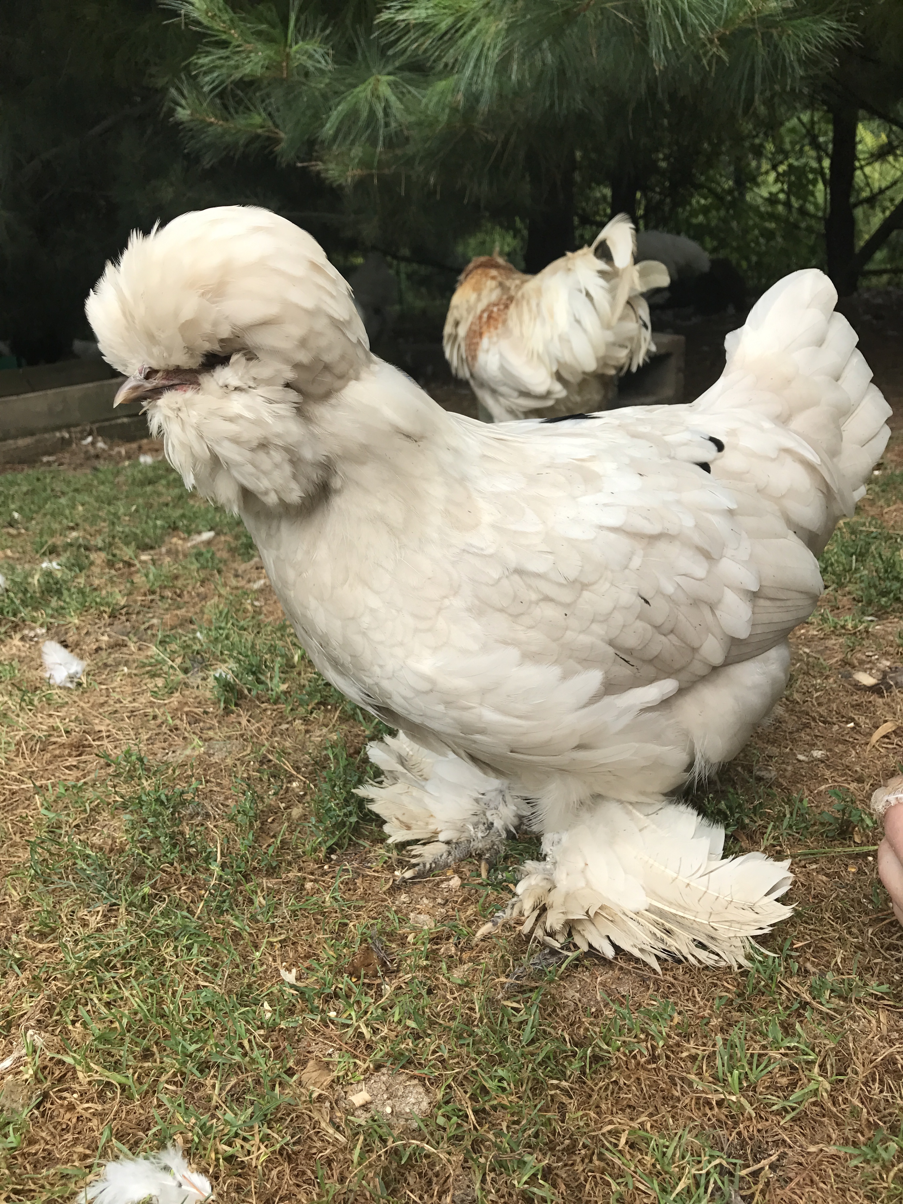 Sultan For Sale | Chickens | Breed Information | Omlet