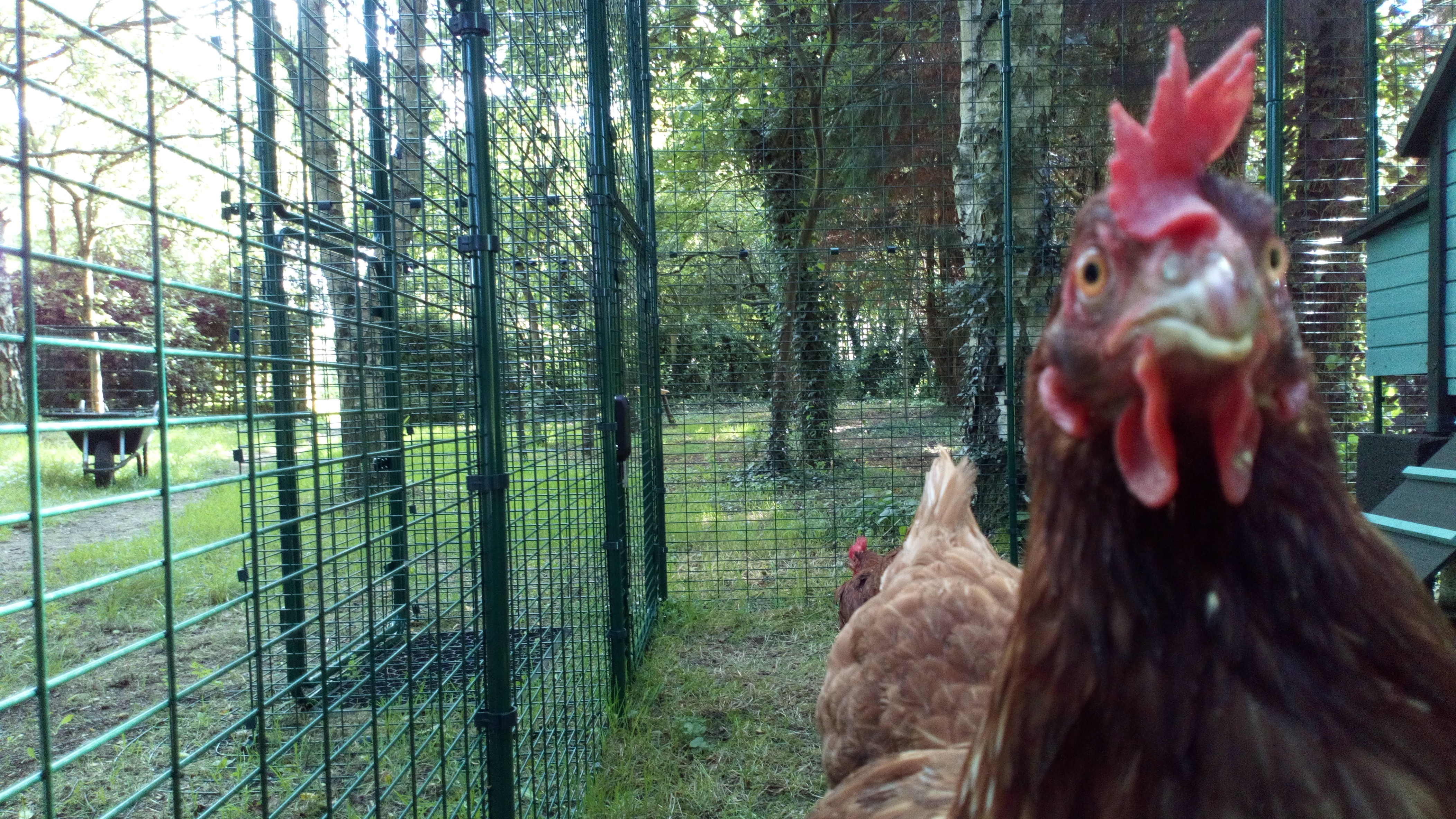 Walk In Chicken Run | Chicken Coops, Walk in Chicken Runs, Chicken ...