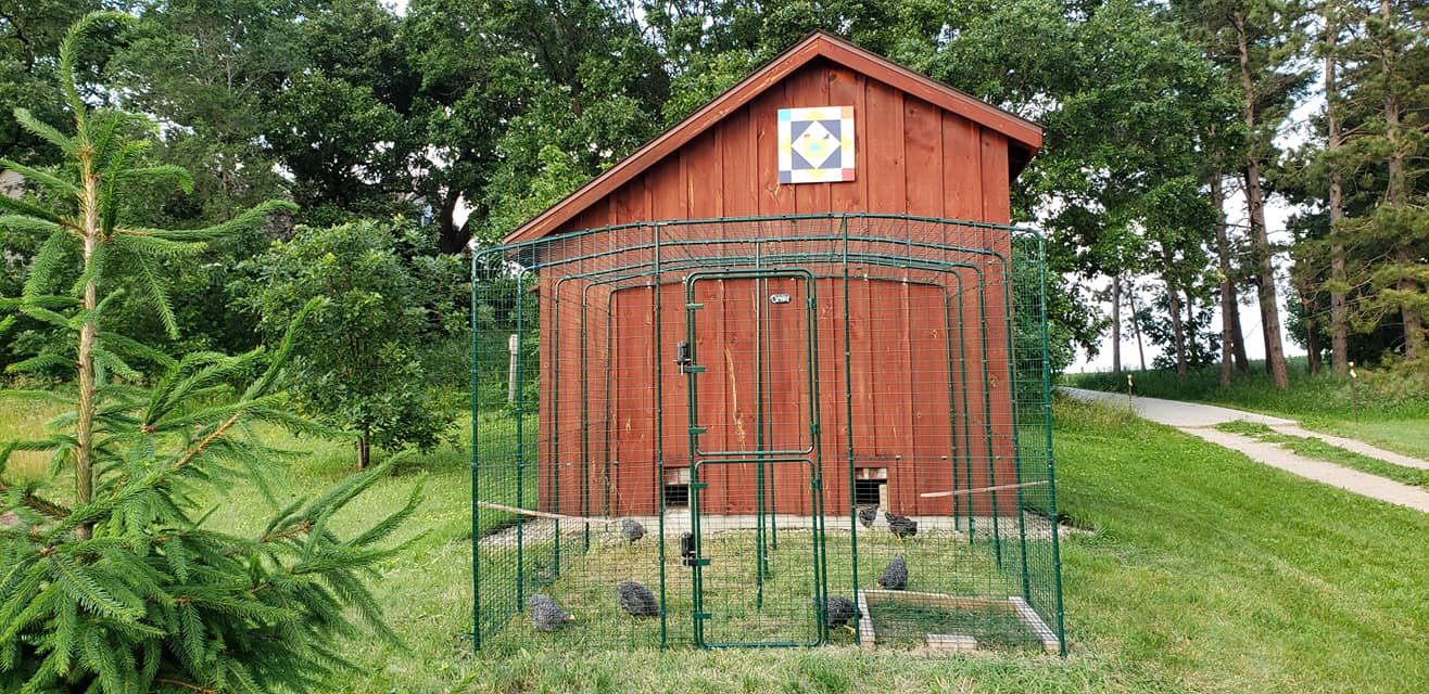 Walk In Chicken Run | Chicken Coops, Walk in Chicken Runs, Chicken ...