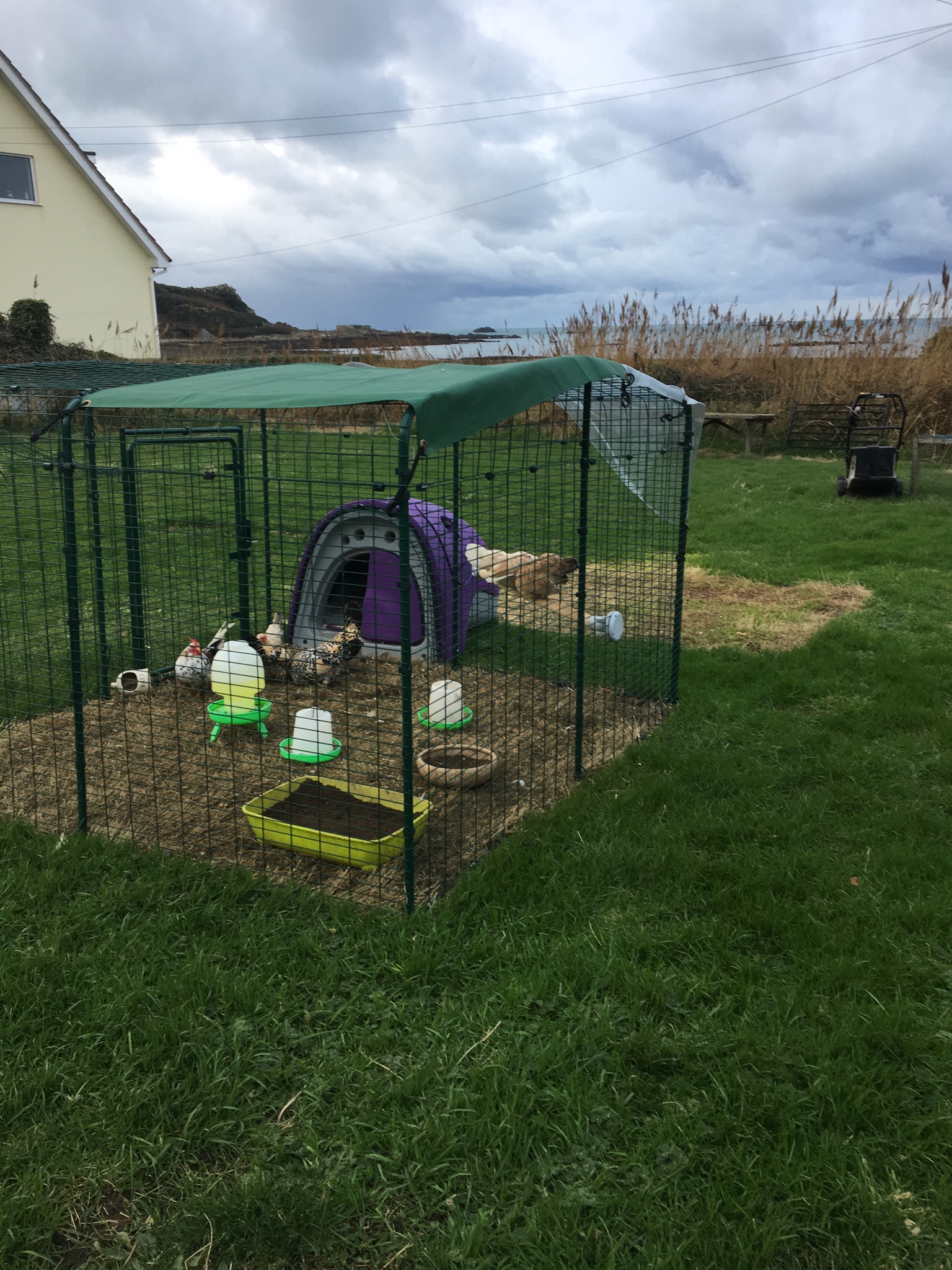 Walk In Chicken Run | Chicken Coops and Pet Chicken Accessories | Omlet