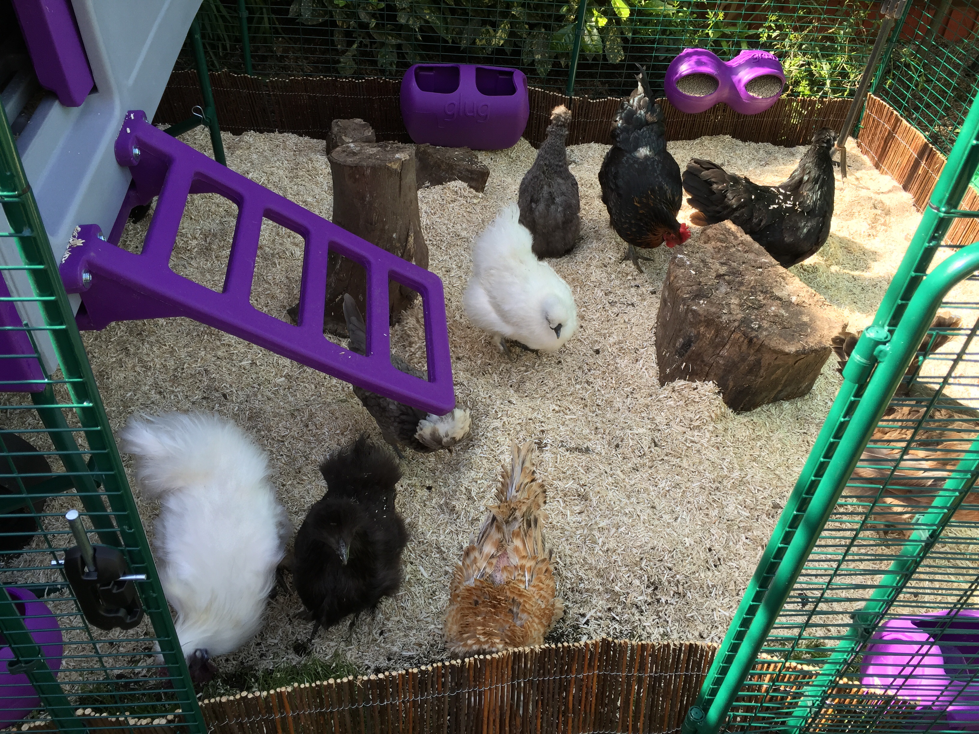 Walk In Chicken Run | Chicken Keeping Equipment | Omlet