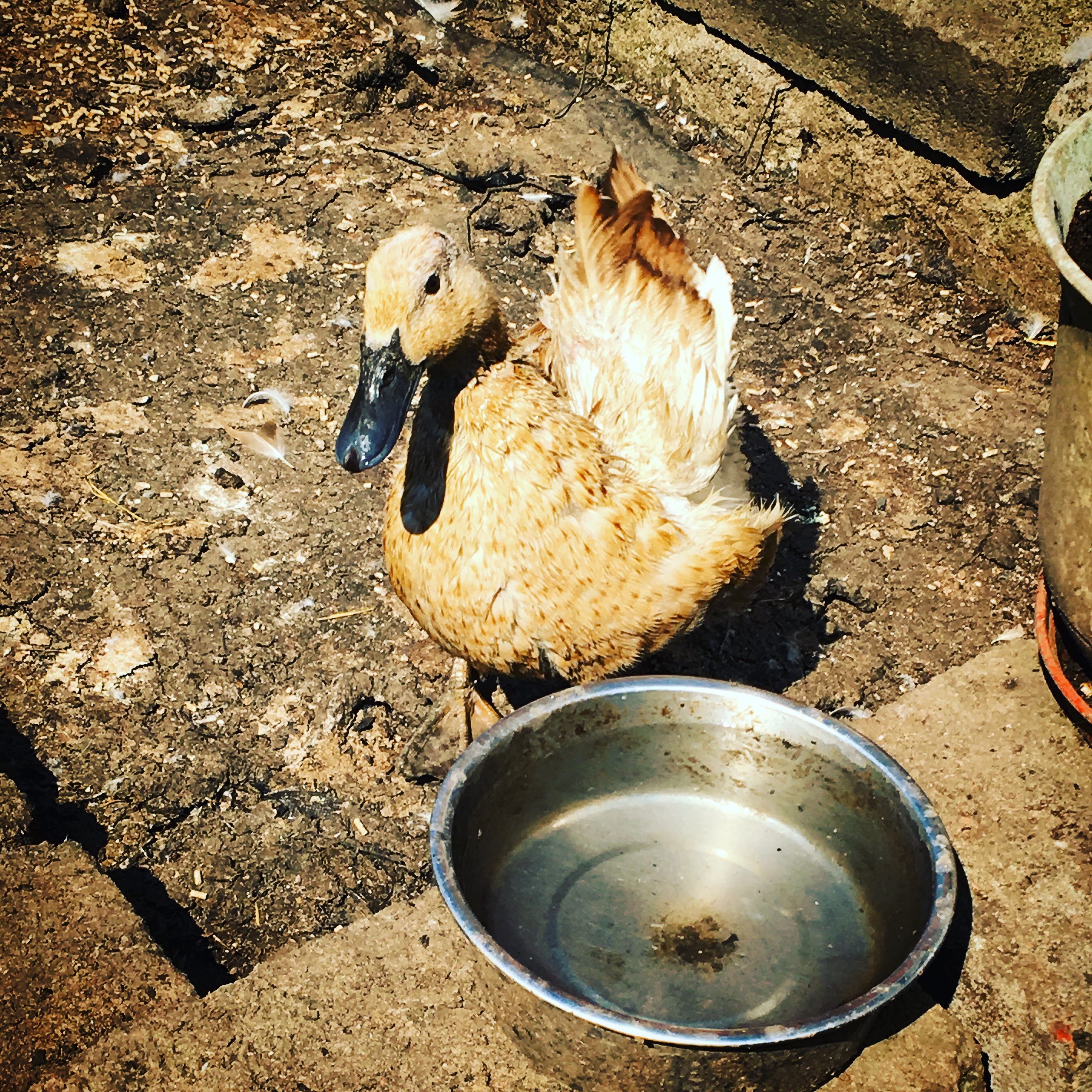 Welsh Harlequin | Ducks | Breed Information | Omlet