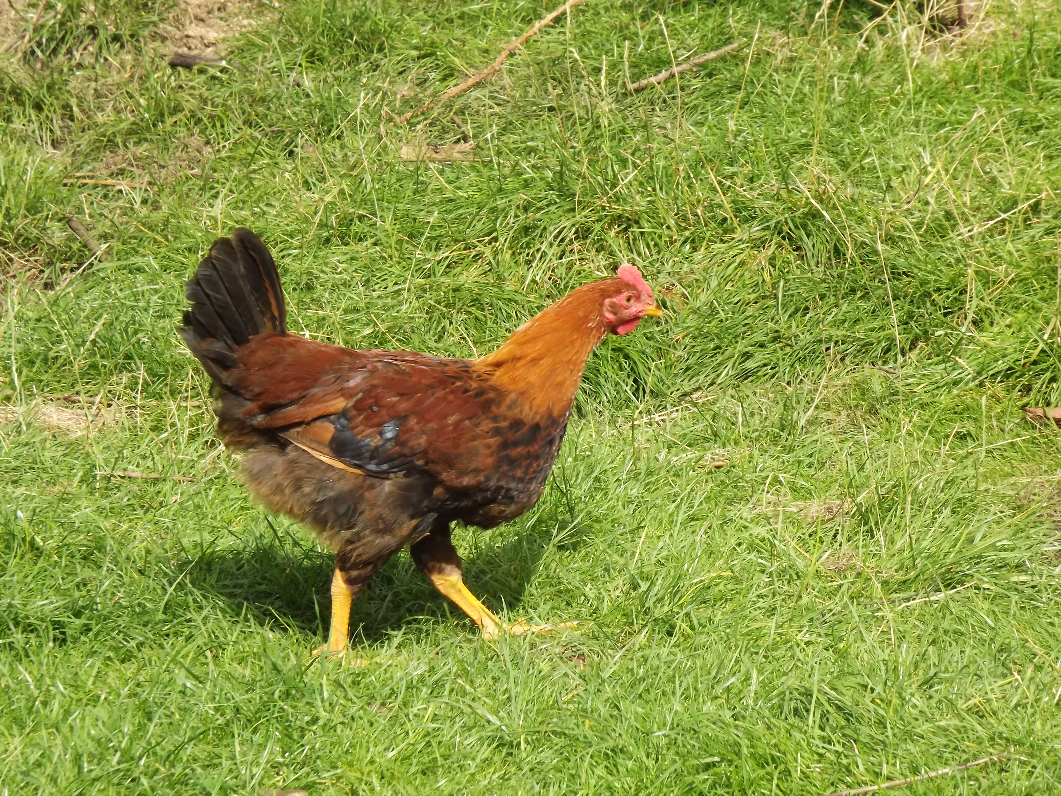 Welsummer For Sale | Chickens | Breed Information | Omlet